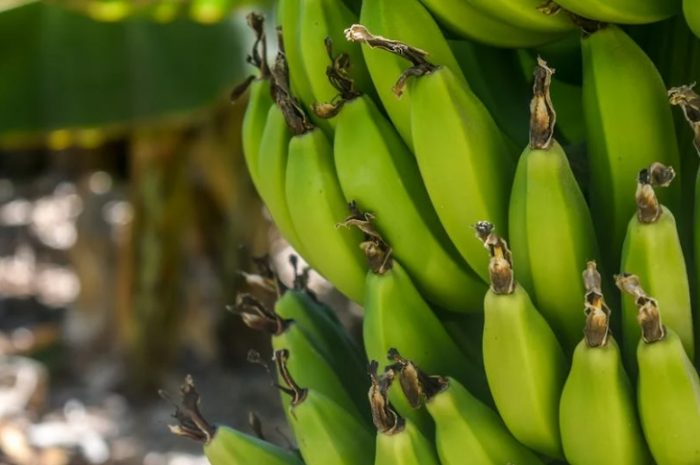 19 explanations for dreaming of bananas – DreamOmen