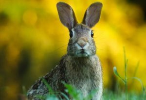 31 meanings of dreaming of rabbits – DreamOmen