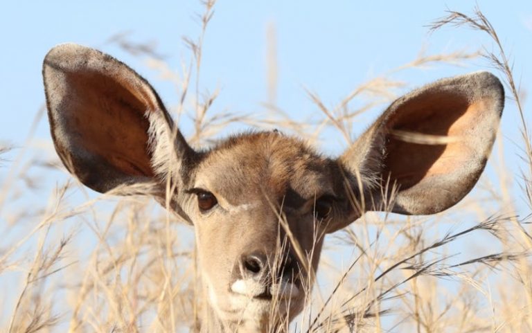 32 symbolic meanings of dreaming of ears – DreamOmen