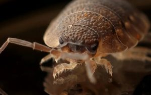 35 symbolic meanings of dreaming of parasites – DreamOmen