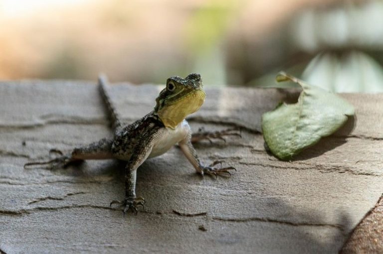 18 Spiritual Meanings of Dreaming of Lizards – DreamOmen