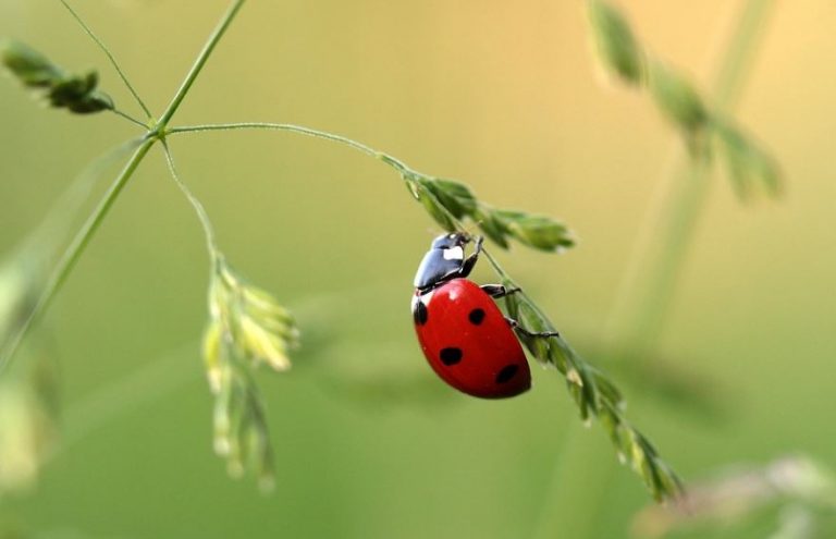 17 Spiritual Meanings of Dreaming of Ladybugs – DreamOmen
