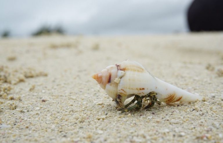 10 Spiritual Meanings of Dreaming of Conch – DreamOmen